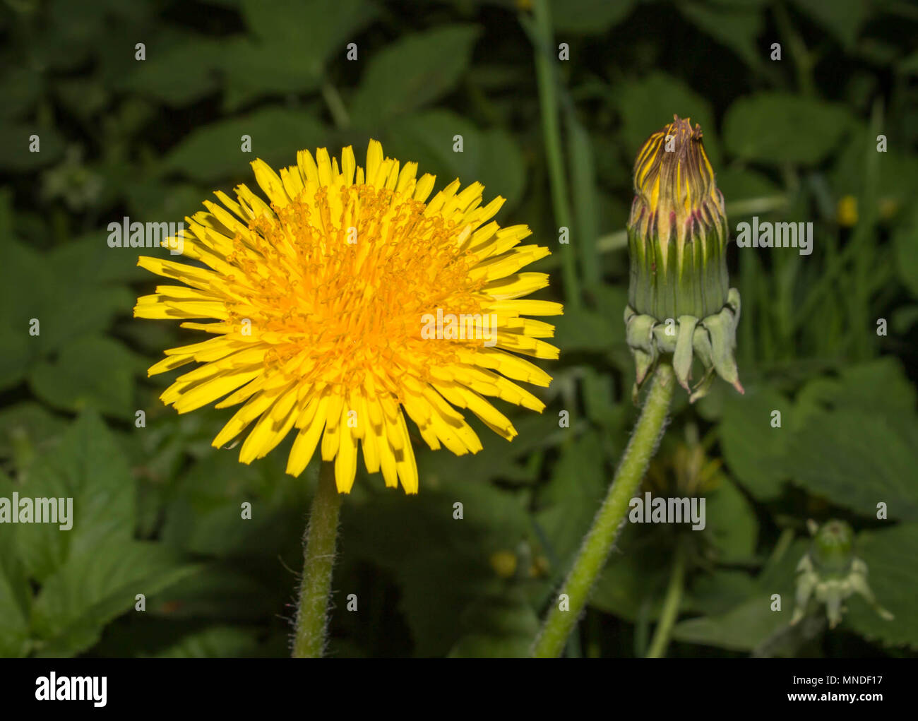 Garden dandelion hi-res stock photography and images - Alamy