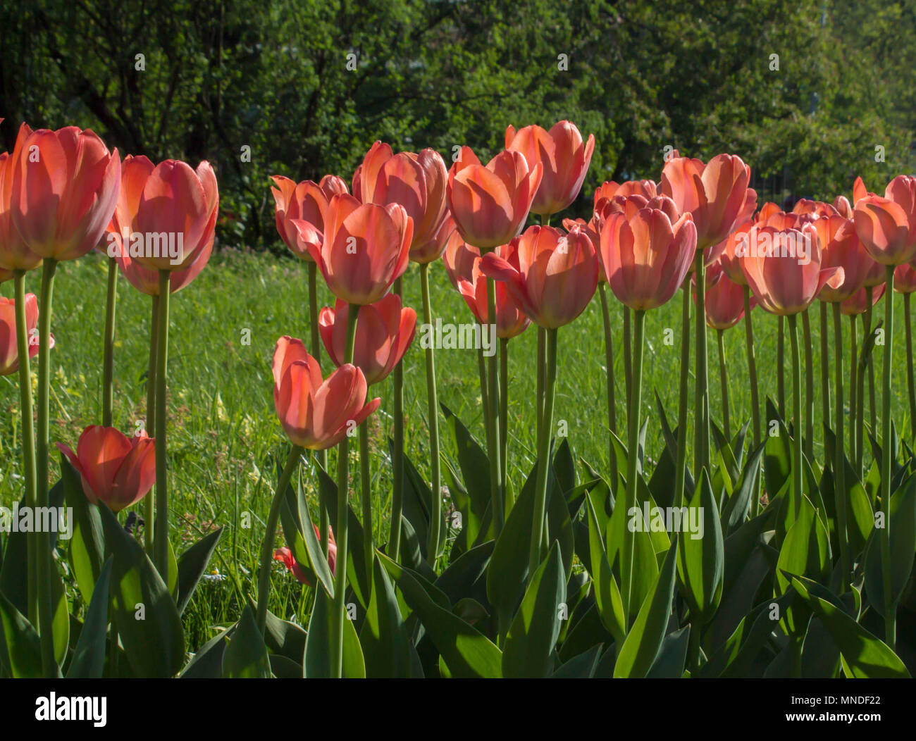 range of colors of tulips scarlet on green grass Stock Photo - Alamy