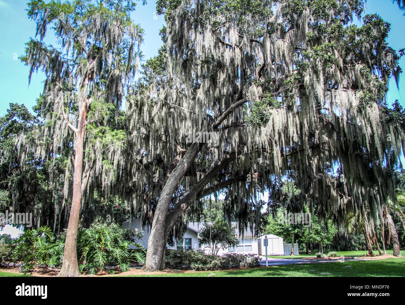 Cypress Grove Park in Orlando Florida, Central Florida Stock Photo - Alamy Cypress Grove Park in Orlando Florida, Central Florida Stock Photo - Alamy