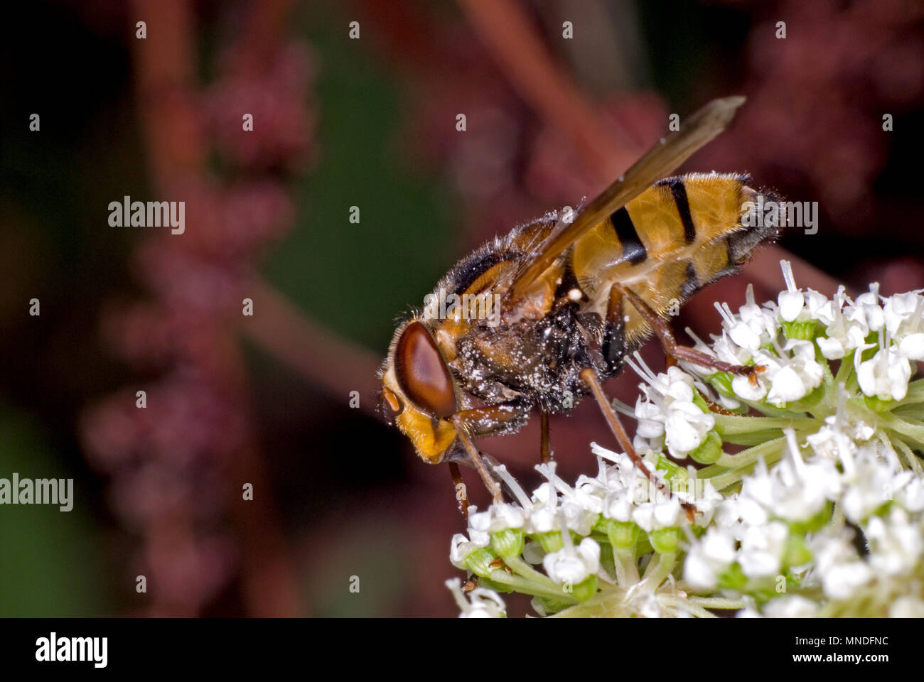 Volucella inanis, Hoverfly, Female. Syrphidae, Diptera. UK, Kent ...