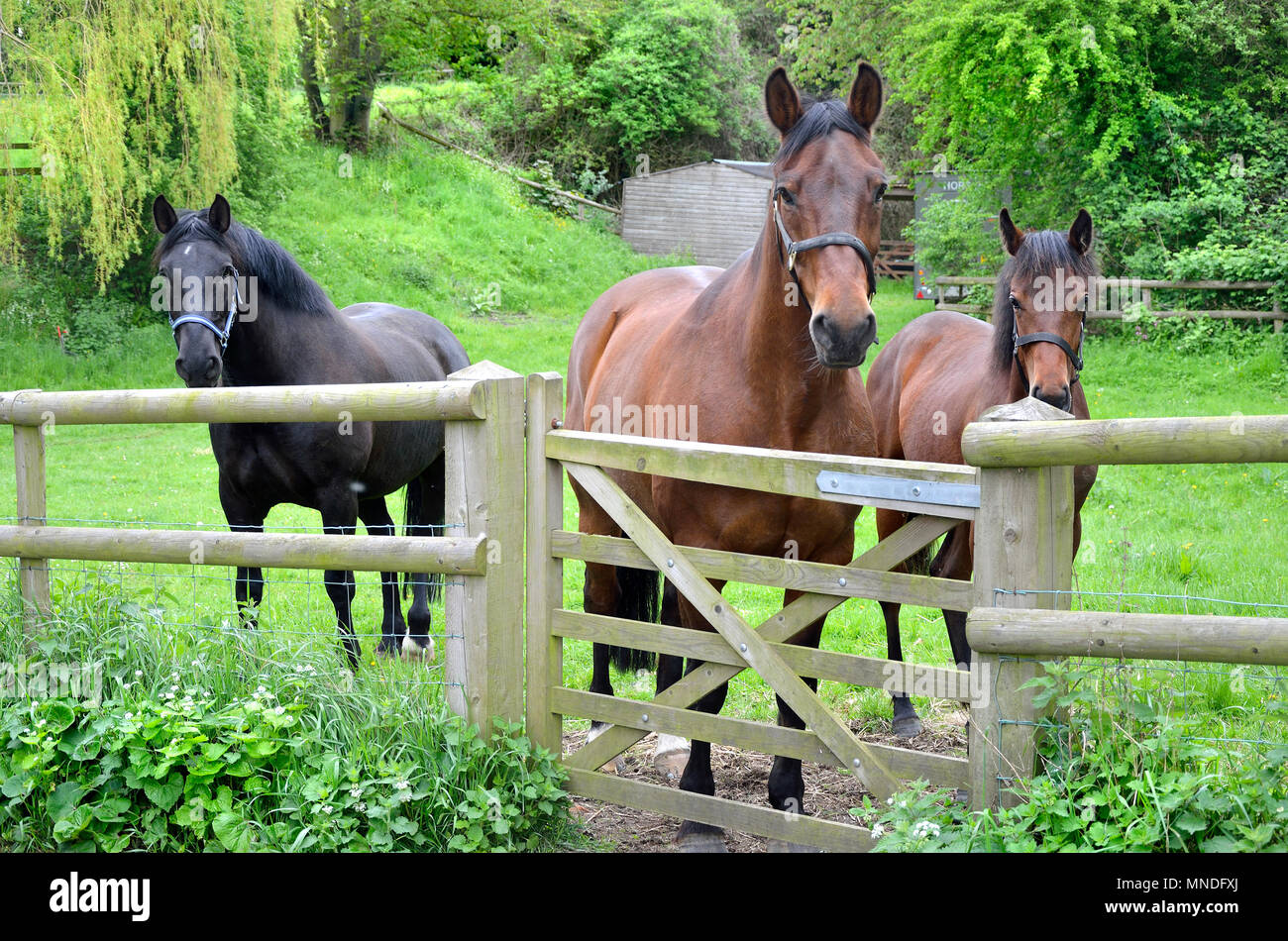 3 Horses looking over a gate Stock Photo - Alamy
