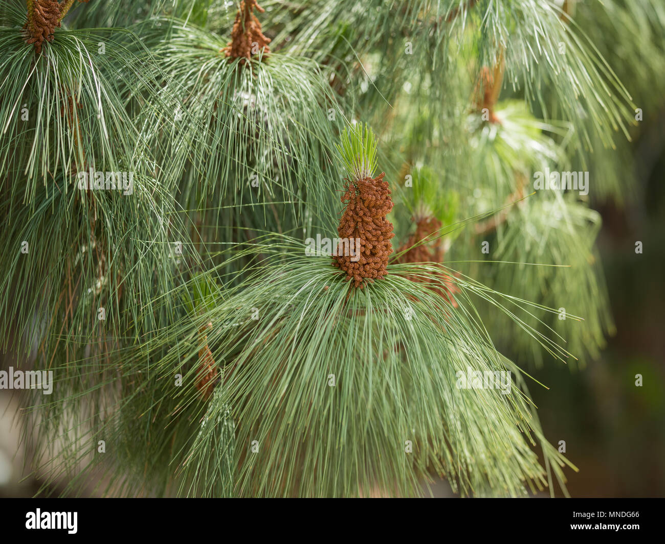 Photo blooming spruce in hi-res stock photography and images - Alamy