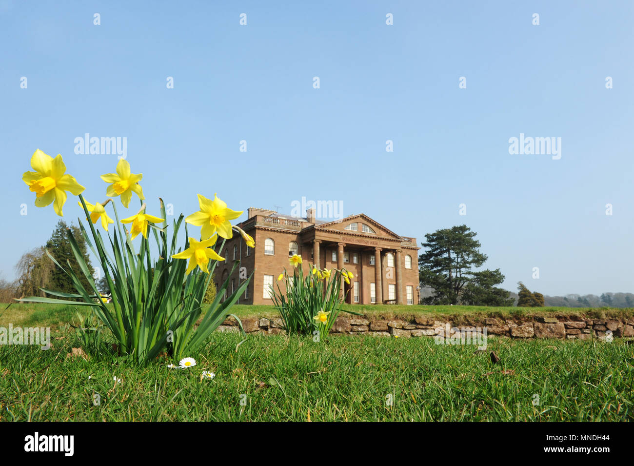 Spring daffodils and English stately home England Uk Stock Photo - Alamy