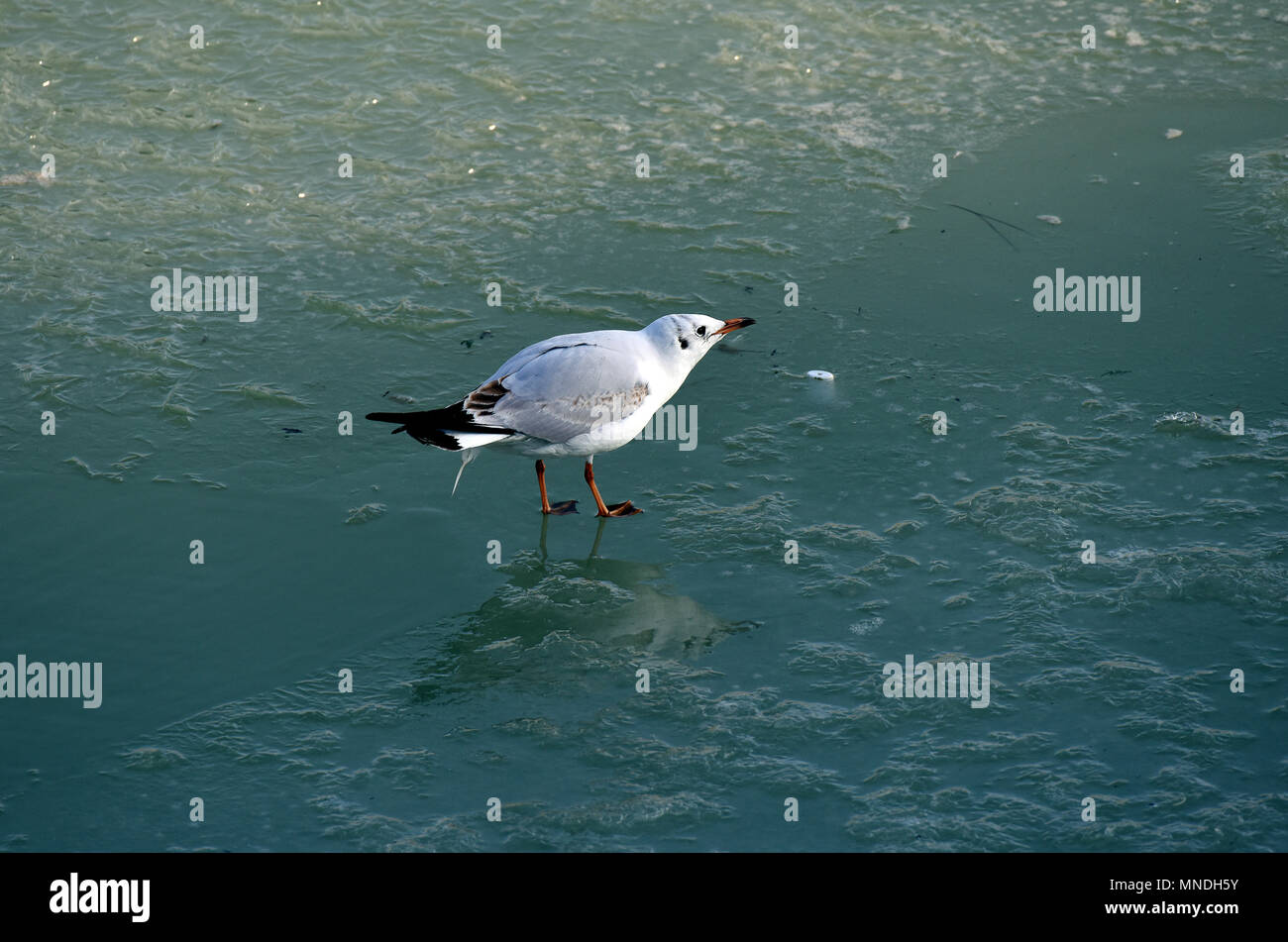 On thin ice hi-res stock photography and images - Alamy