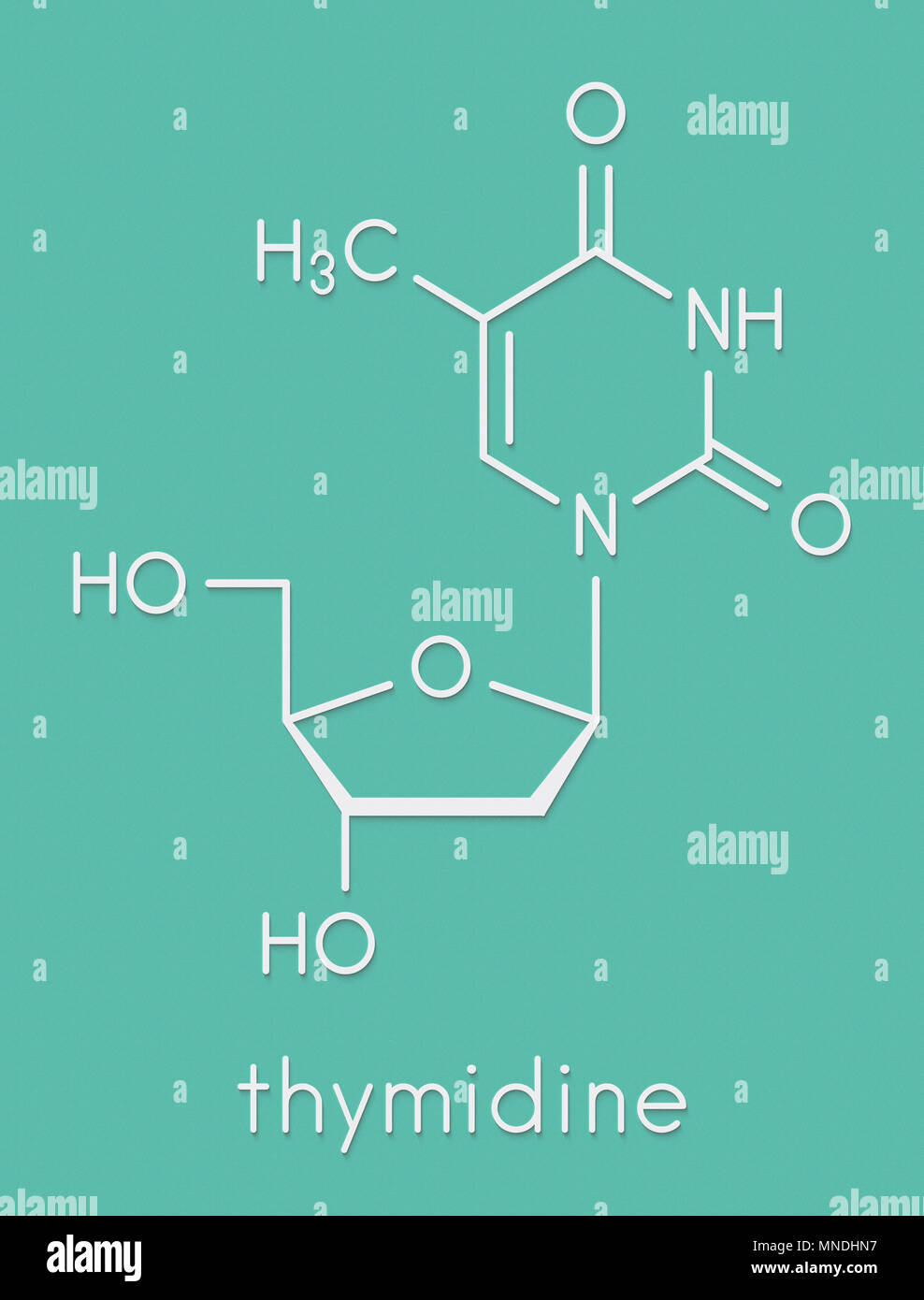 Thymidine (deoxythymidine) nucleoside molecule. DNA building block ...
