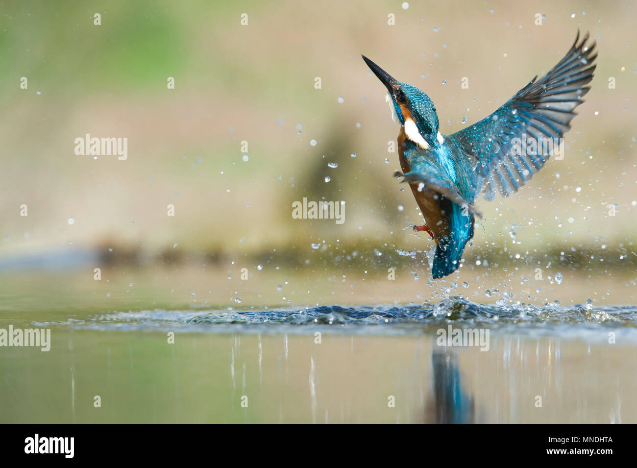 Emerging from pool hi-res stock photography and images - Alamy