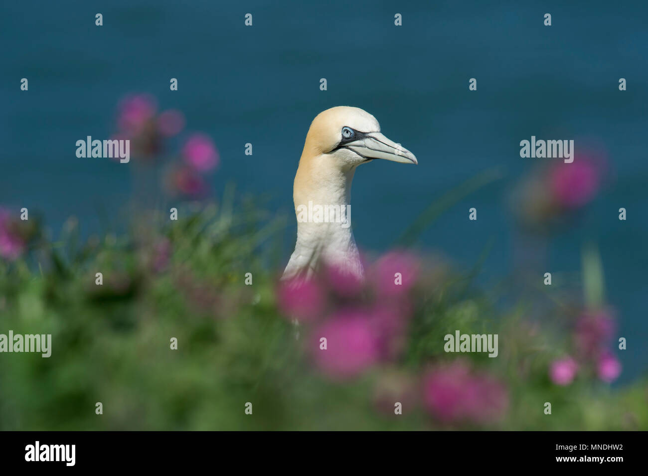 A Gannet (Morus Bassanus) surrounded by flowers on the cliff tops at ...