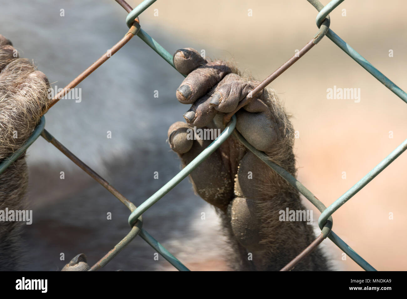 Hand into cage hi-res stock photography and images - Alamy