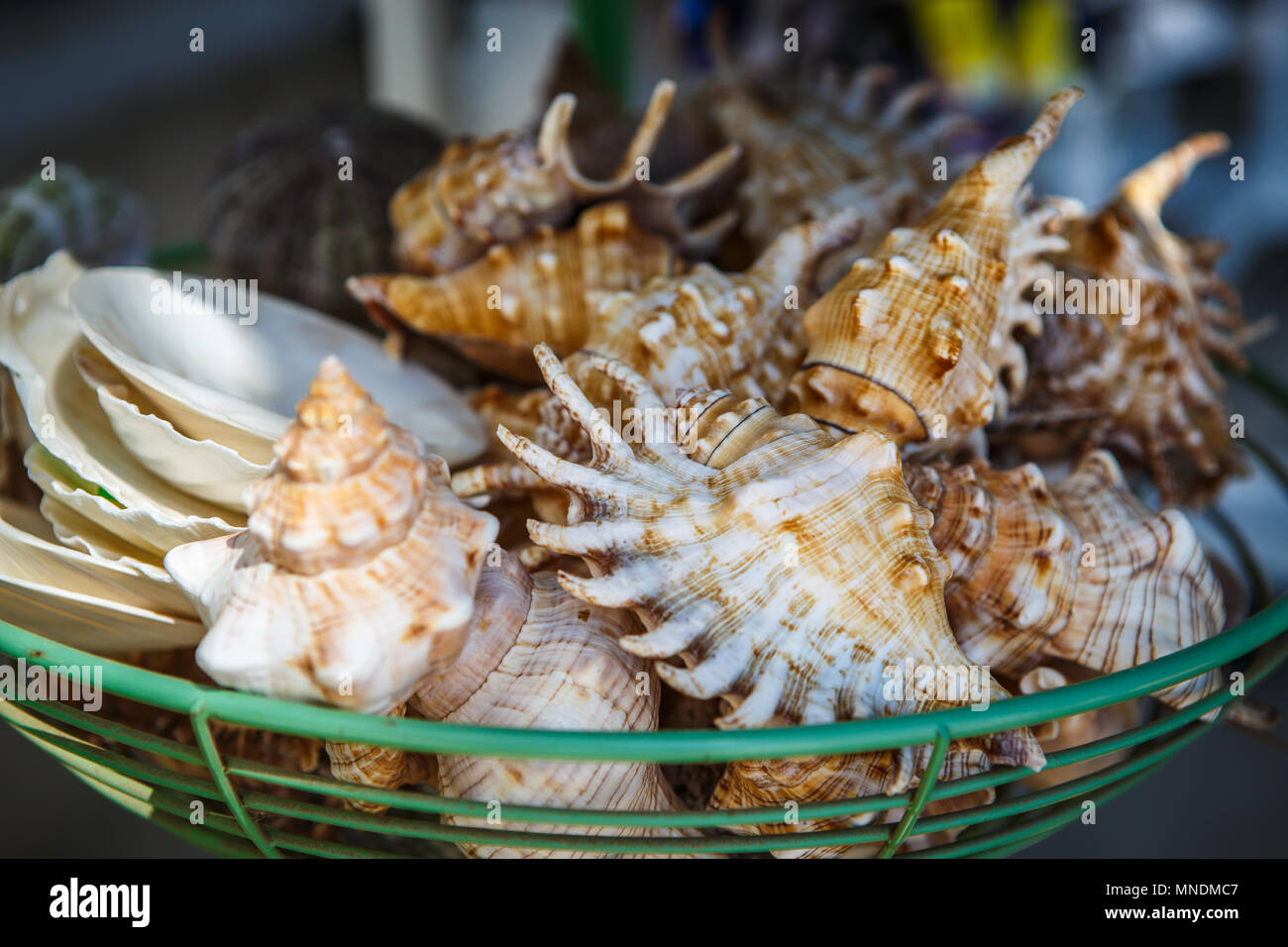 Beautiful exotic sea shells on sale for tourist souvenirs in popular ...