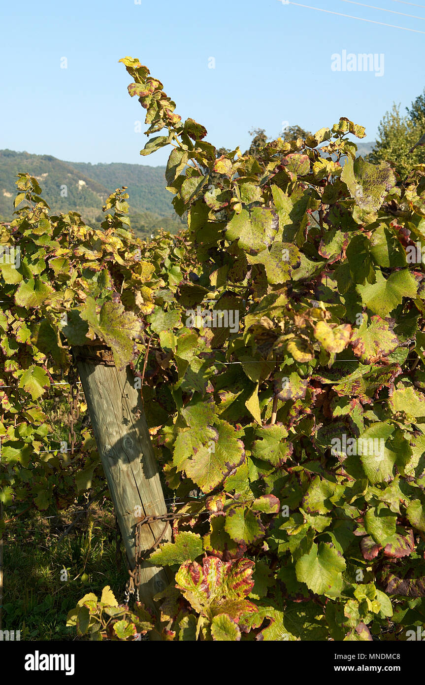 a vineyard of Merlot grapes in September Stock Photo - Alamy