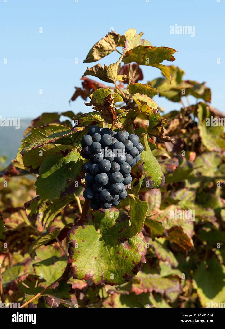 a vineyard of Merlot grapes in September Stock Photo - Alamy