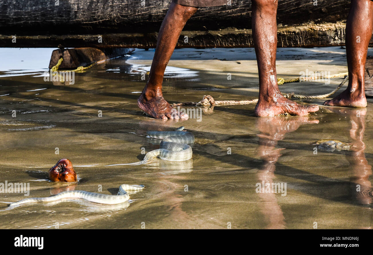 Traditional fishermen at Tarkali beach, Malvan, Sindhudurg district ...