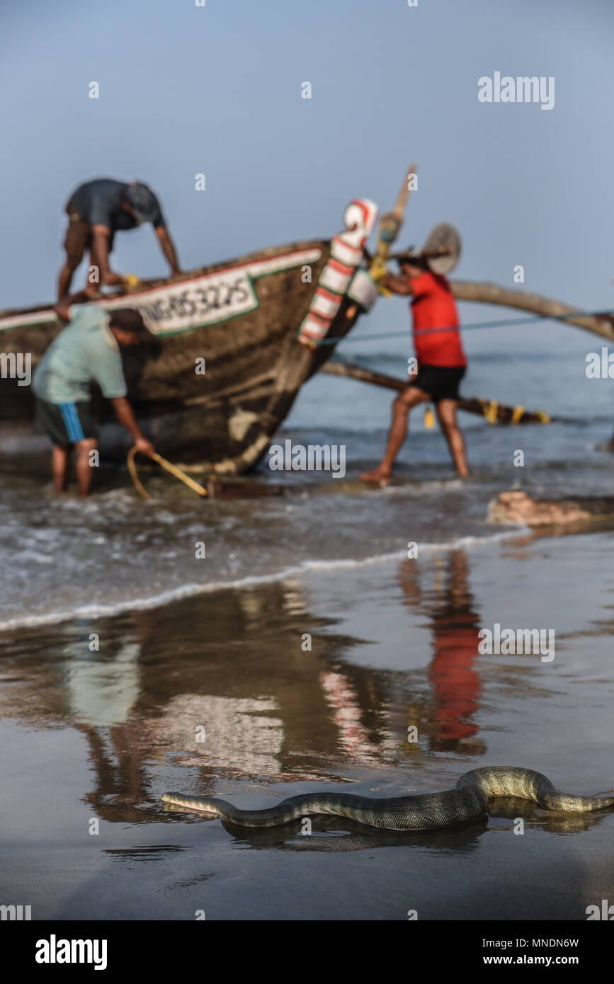 Traditional fishermen at Tarkali beach, Malvan, Sindhudurg district ...