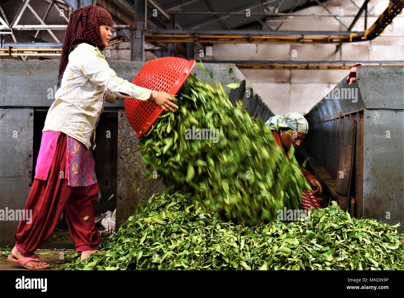 Tamil female tea picker hi-res stock photography and images - Alamy