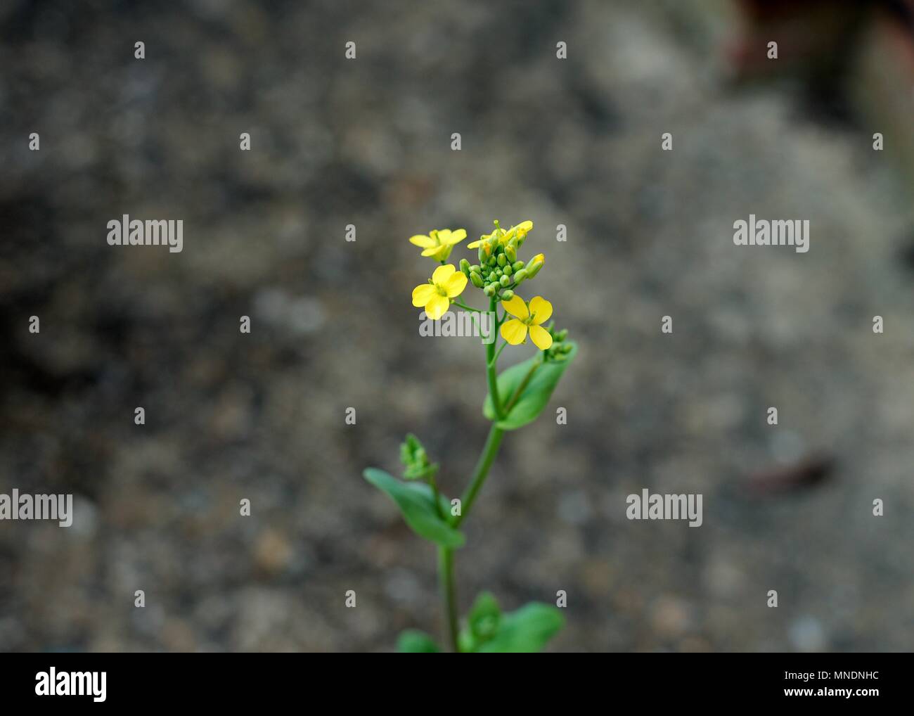 Shanghai Choi High Resolution Stock Photography and Images - Alamy