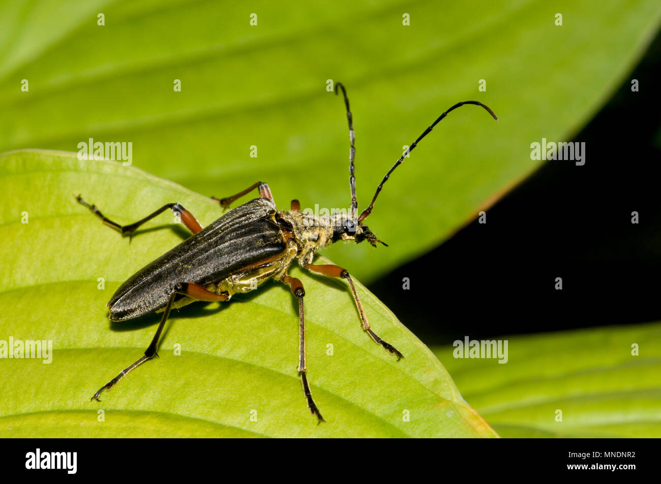 Variable Longhorn Beetle (Stenochorus / Stenocorus meridianus). Kent ...