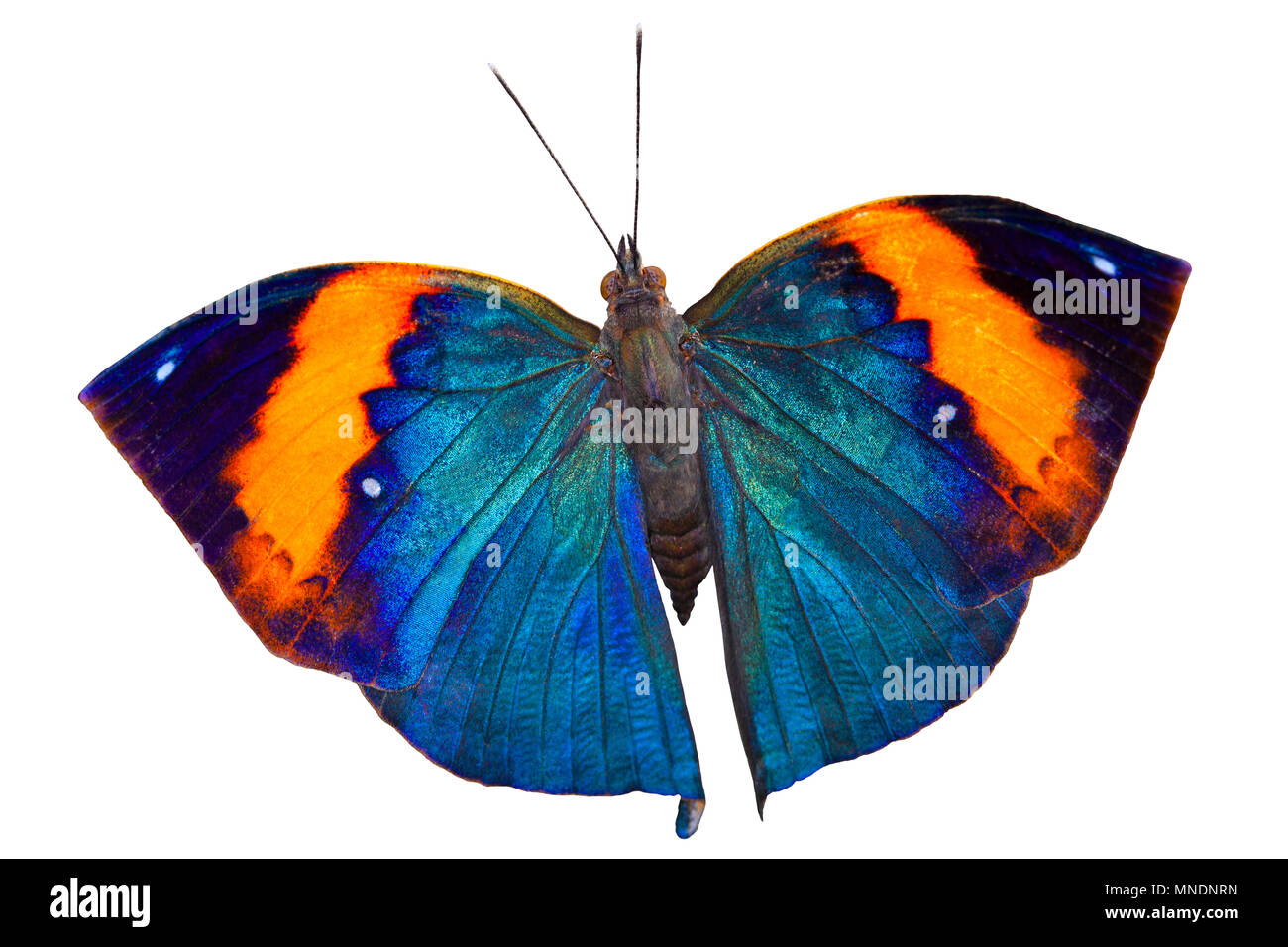 Colourful butterfly isolated on white background Stock Photo - Alamy