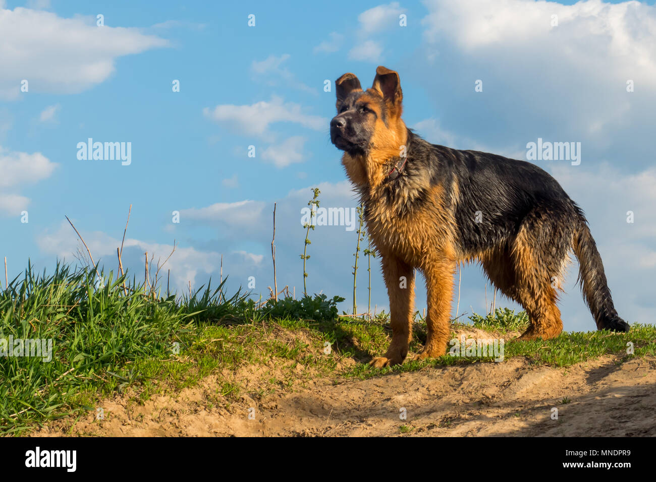 Dog, German shepherd standing on a country road and looking into the ...