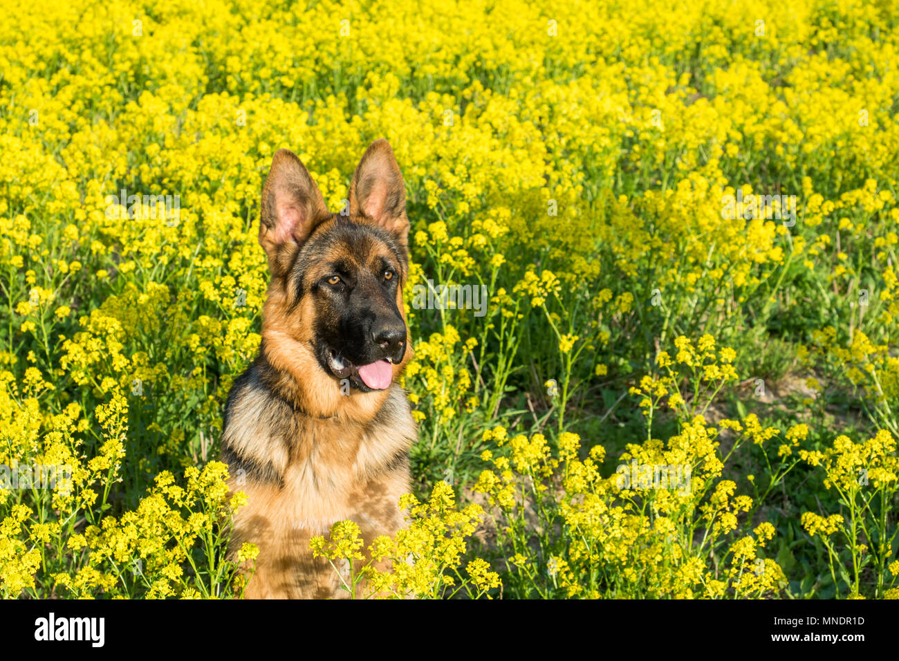 Dog, German shepherd sitting on the field with yellow flowers Stock ...