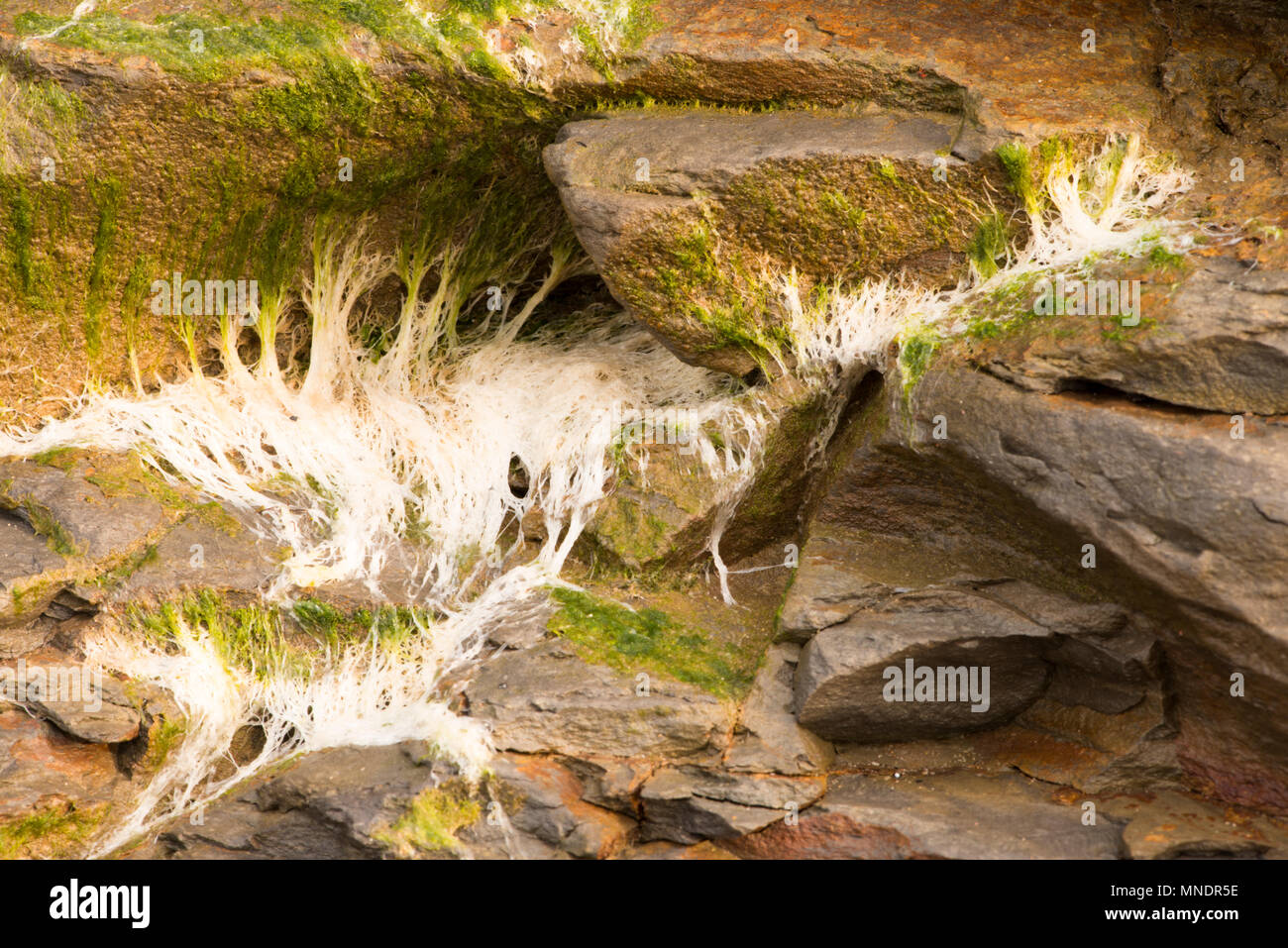 Seaweed sea washed cliff at Saltburn, England Stock Photo - Alamy