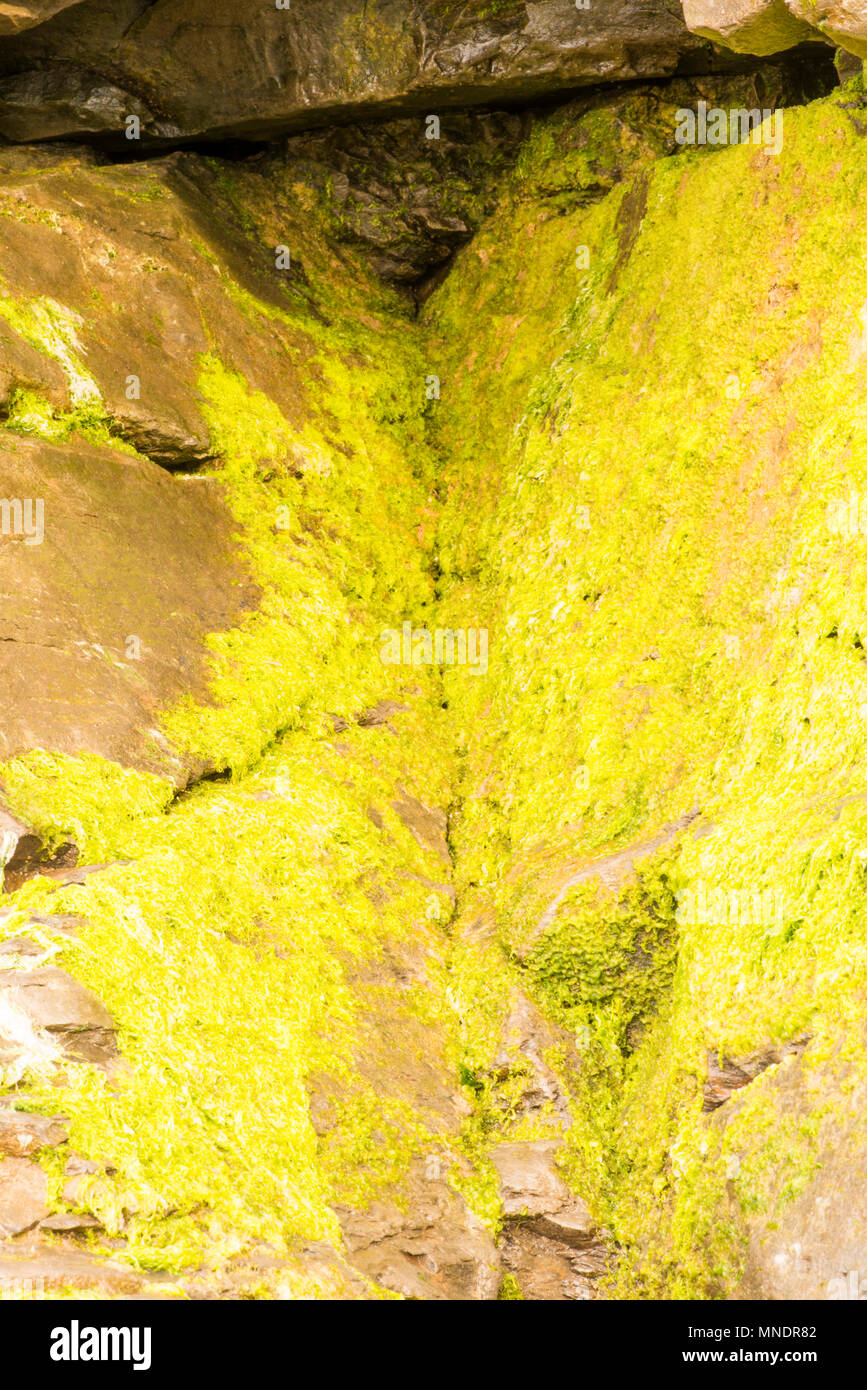 Seaweed sea washed cliff at Saltburn, England Stock Photo - Alamy