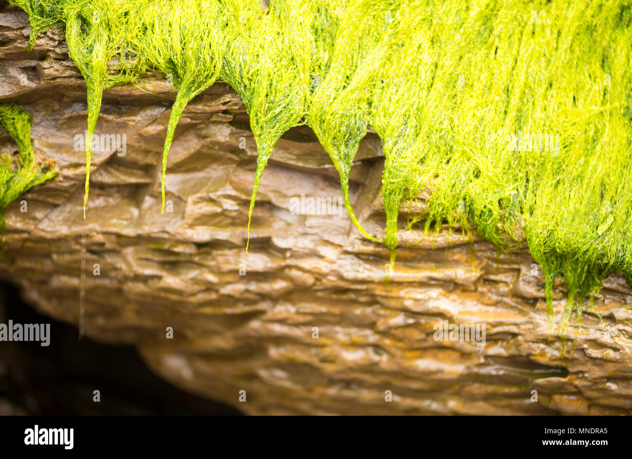 Seaweed sea hi-res stock photography and images - Alamy