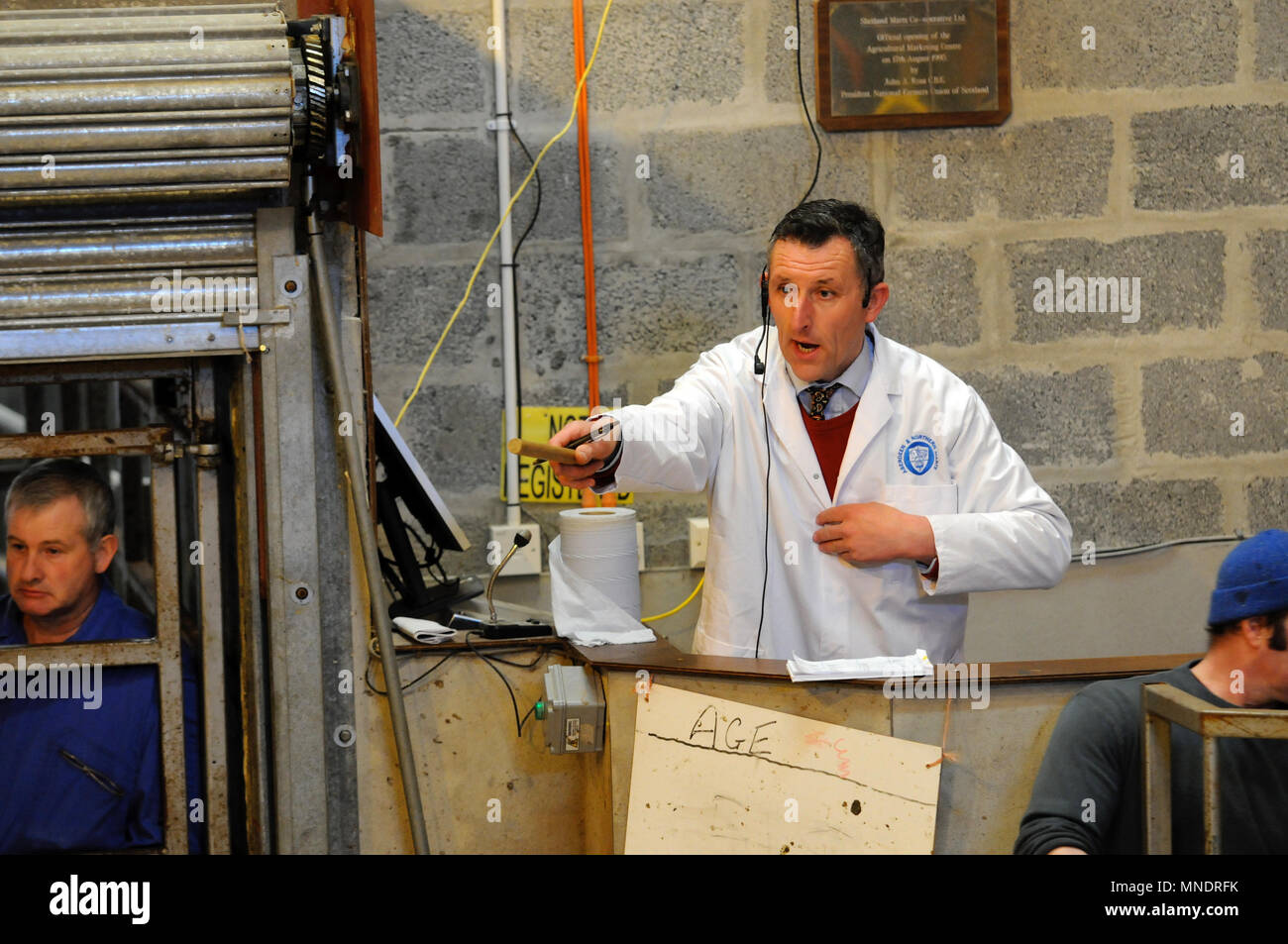 auctioneer at a livestock auction in the Shetland Isle giving hand ...