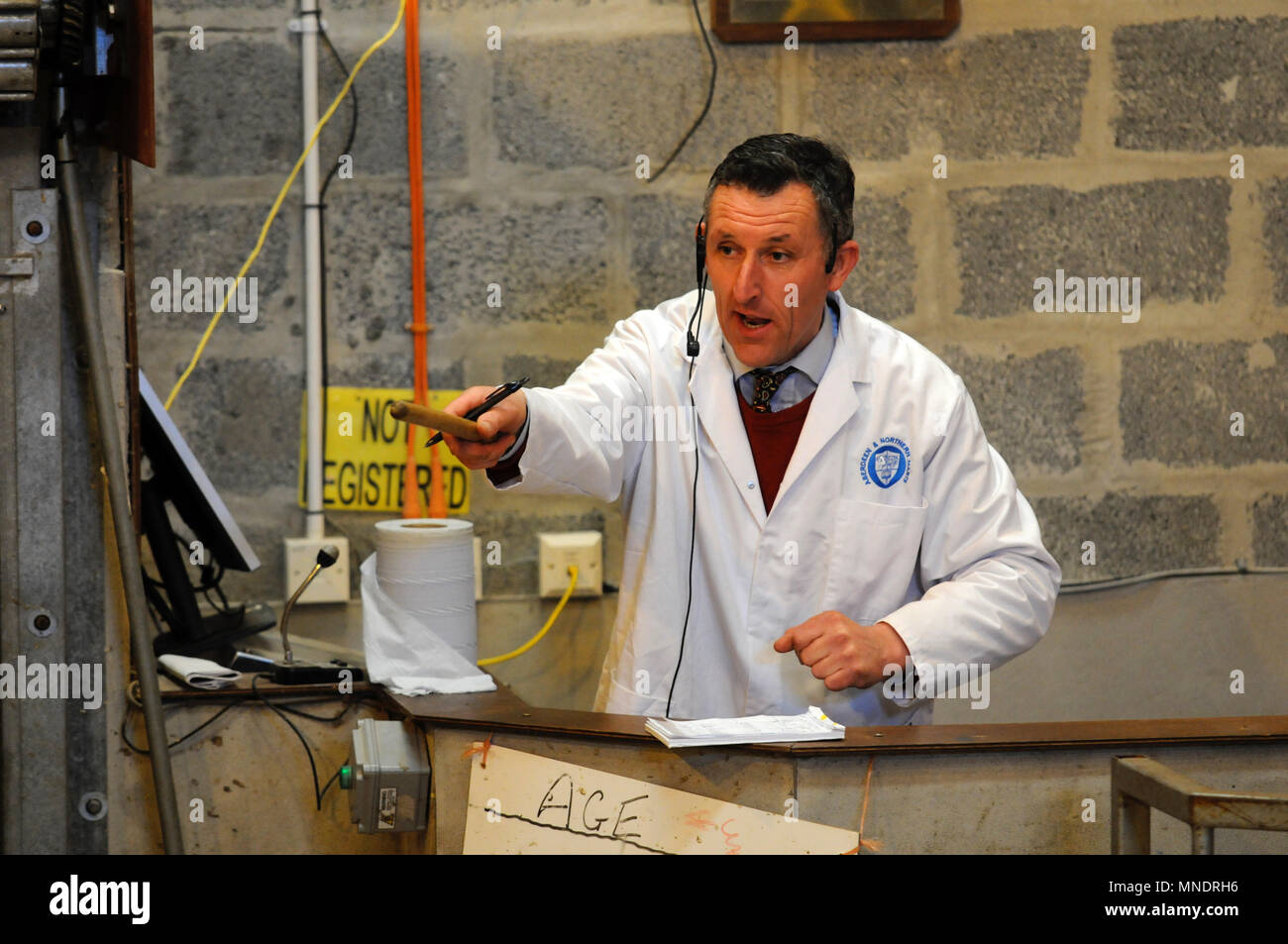 auctioneer at a livestock auction in the Shetland Isle giving hand ...