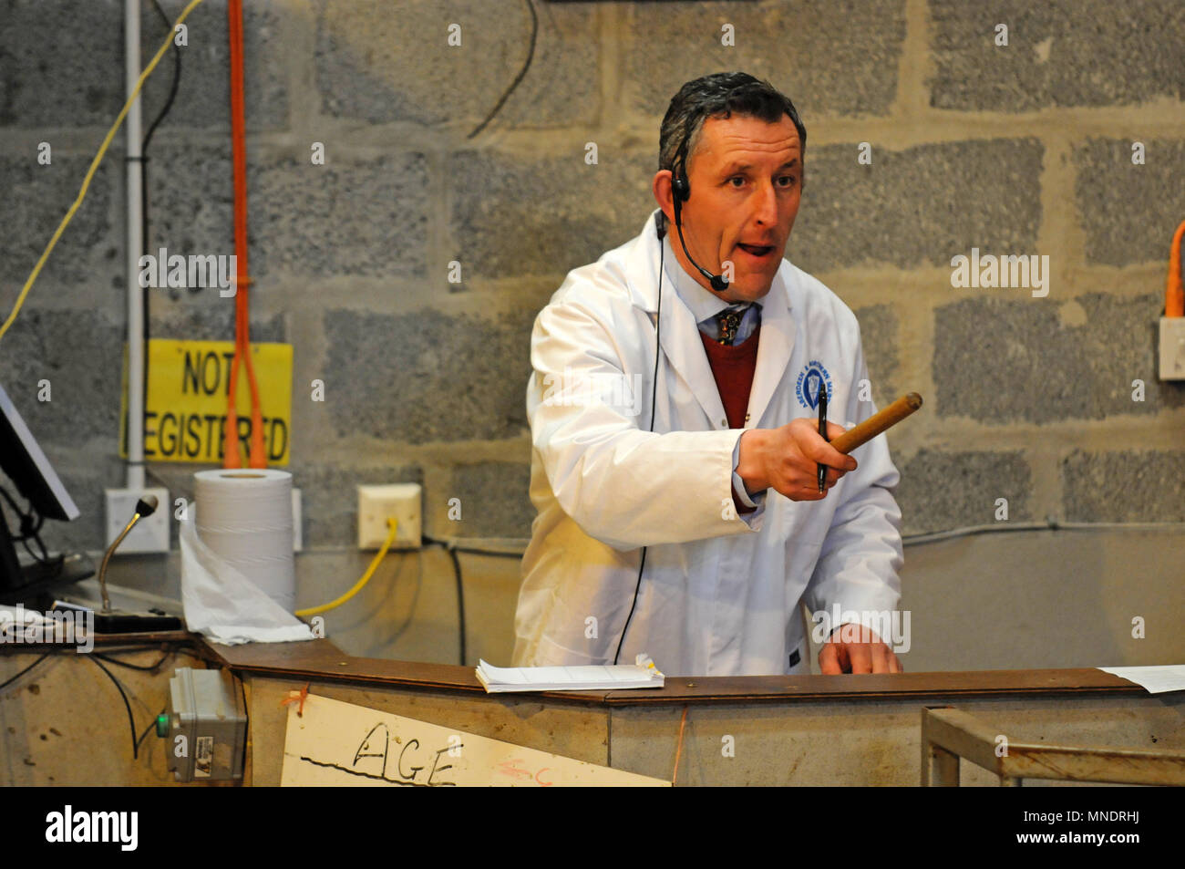 auctioneer at a livestock auction in the Shetland Isle giving hand ...