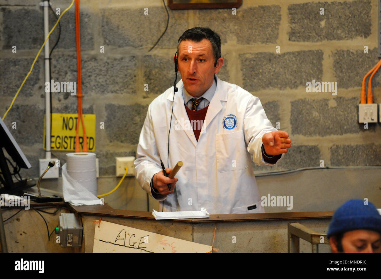 auctioneer at a livestock auction in the Shetland Isle giving hand ...