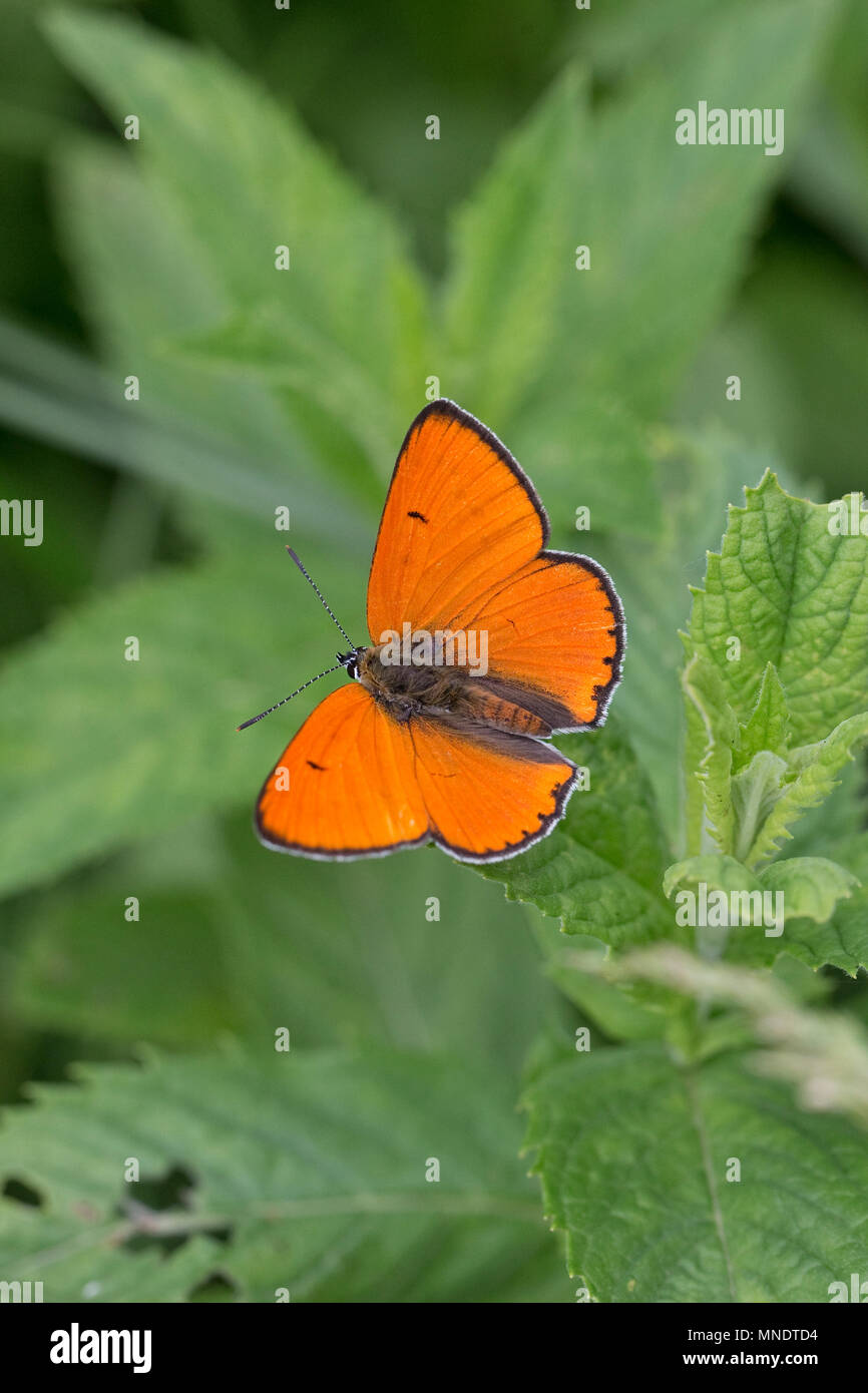 Large Copper (Lycaena dispar Stock Photo - Alamy