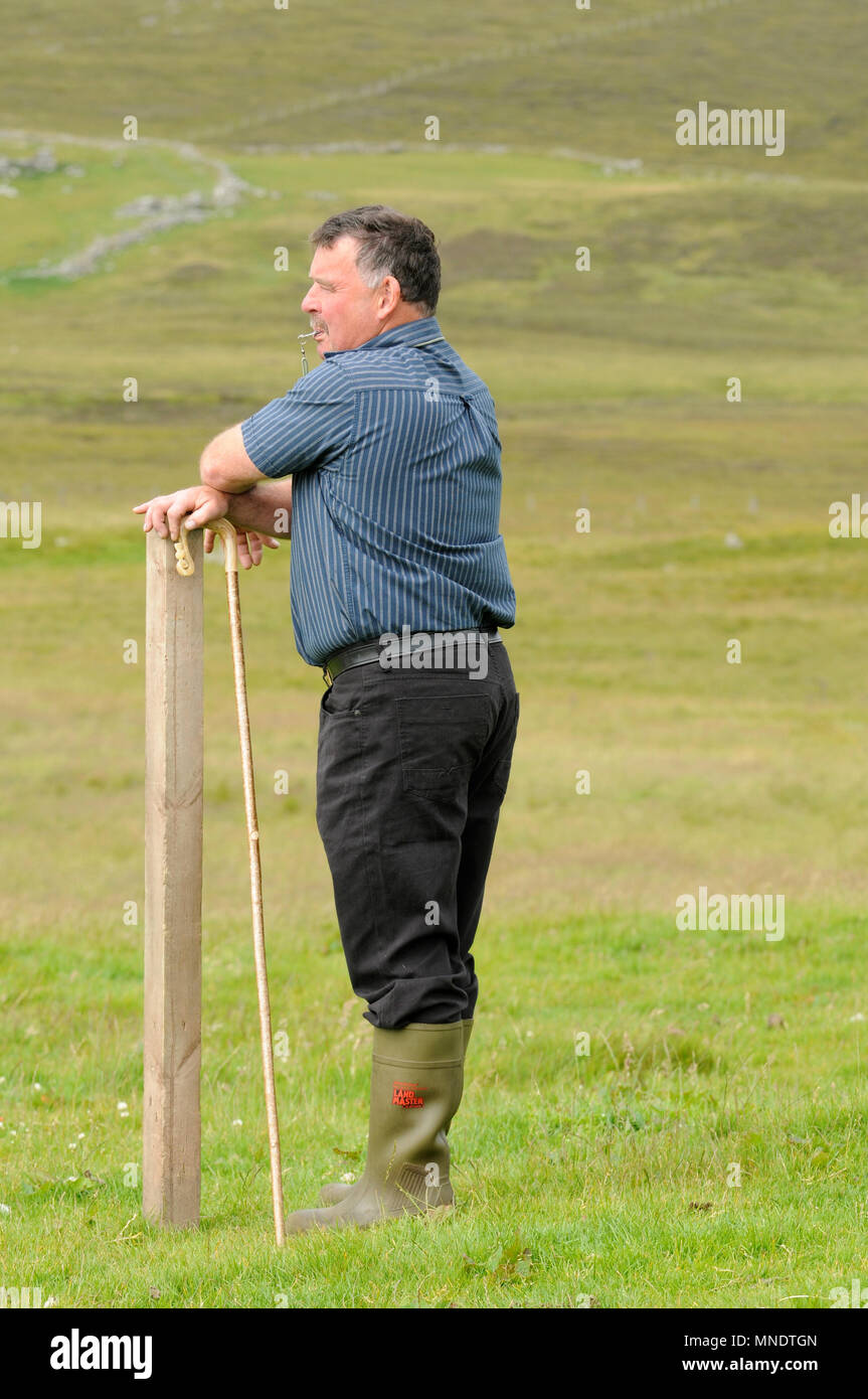 Sheep cane hi-res stock photography and images - Alamy
