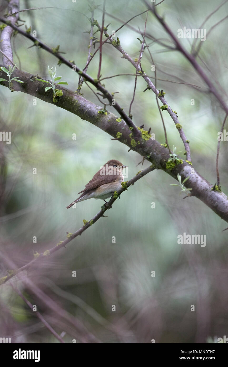 Red-breasted Flycatcher (Ficedula parva Stock Photo - Alamy