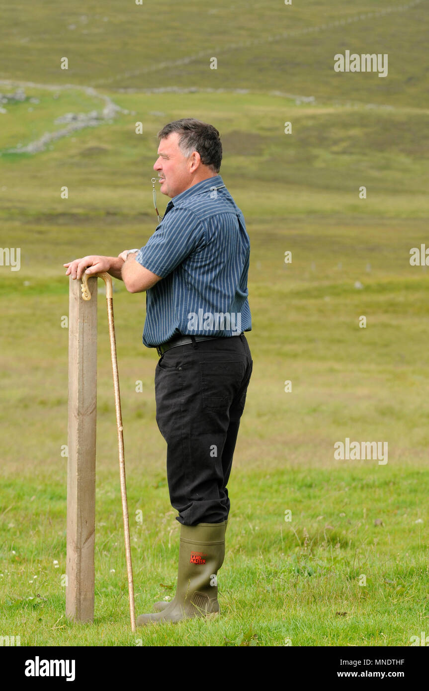 Sheep cane hi-res stock photography and images - Alamy