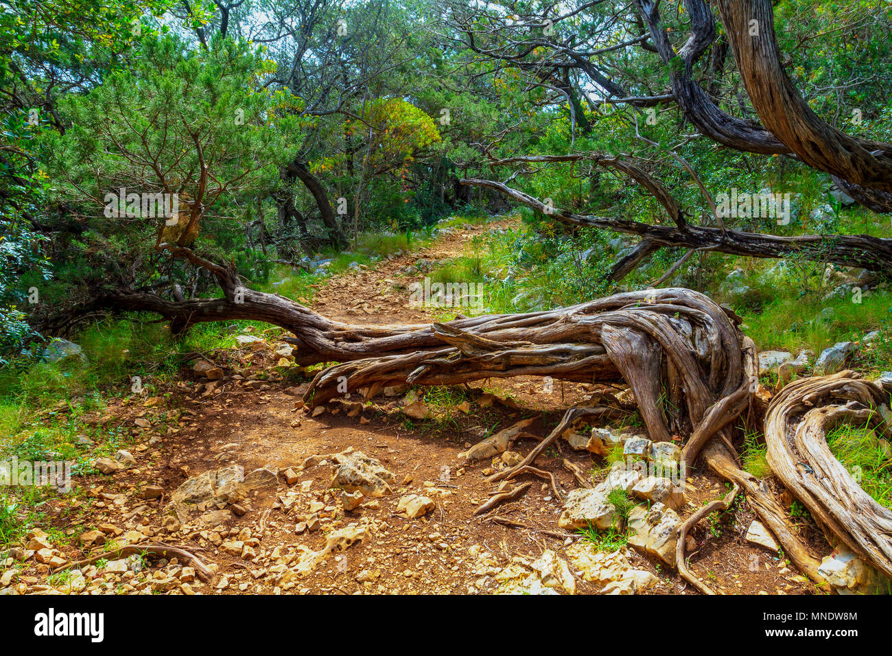 Italy Sardinia "Selvaggio Blu" itinerary-juniper Stock Photo - Alamy