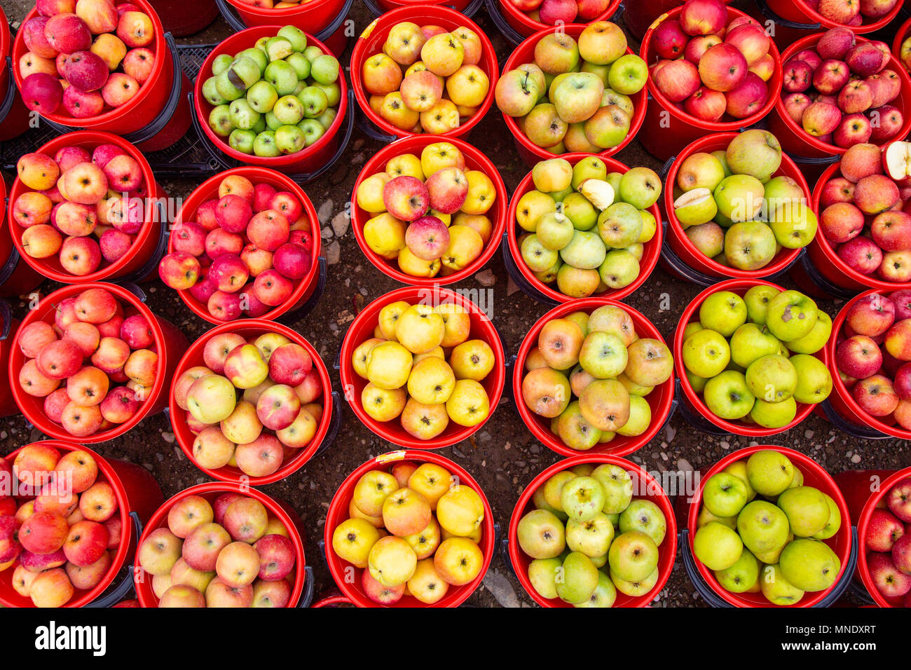 Bright colored apples in buckets Stock Photo - Alamy