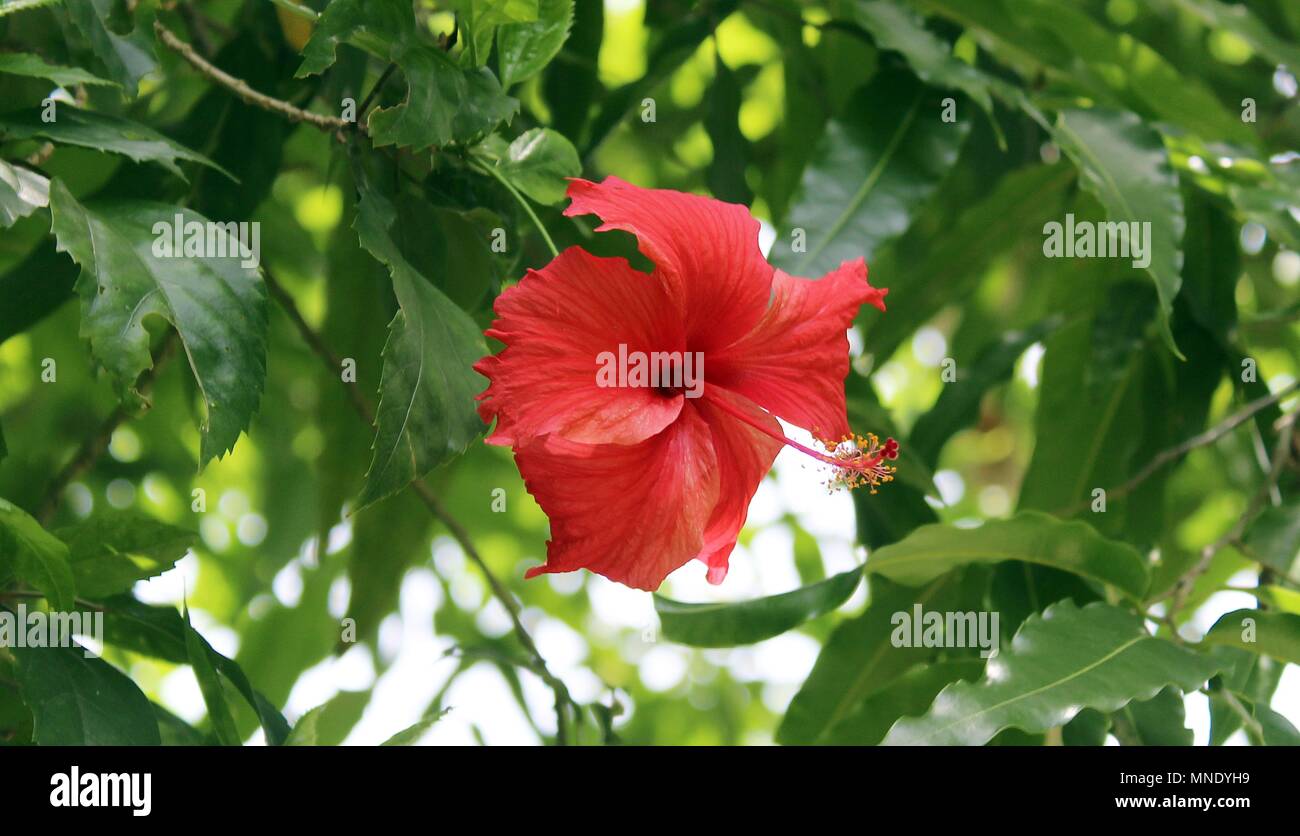 Big red hibiscus flower on the green leaves background hi-res stock ...