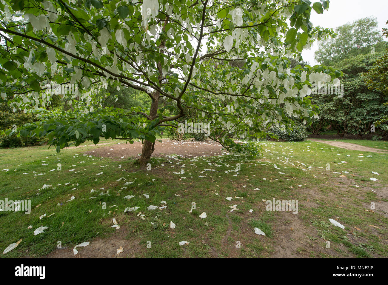 Woodland plantation hi-res stock photography and images - Alamy