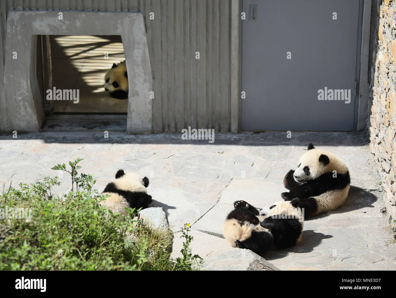 (180516) -- WOLONG, May 16, 2018 (Xinhua) -- Photo taken on May 16 ...