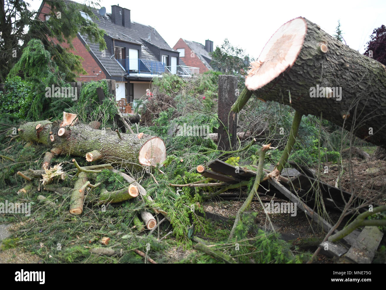 Schwalmtal, Germany. 16 May 2018.Torn out trees from a windstorm lying ...