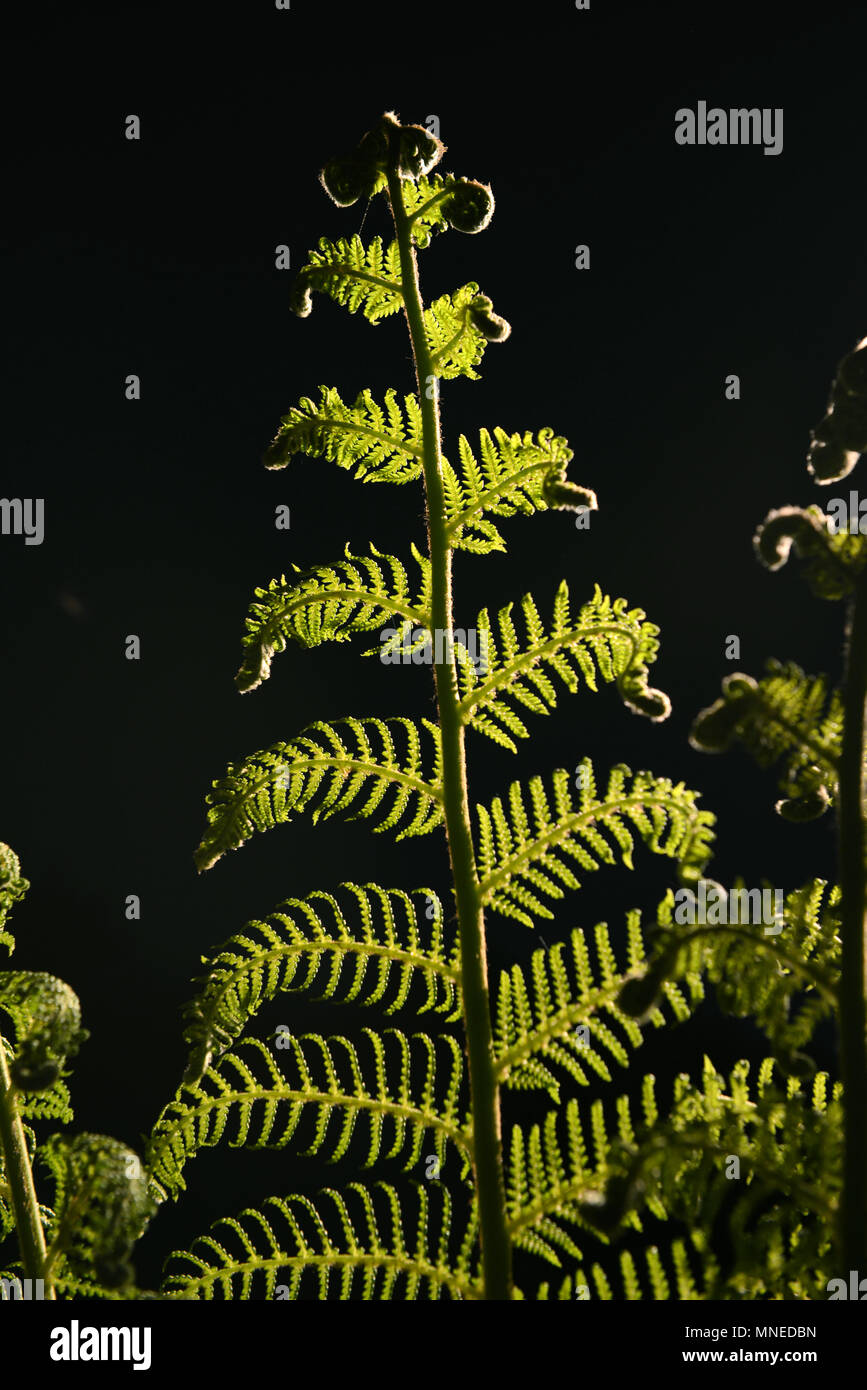 Tree Fern leaves with bright green translucent leaves Stock Photo - Alamy