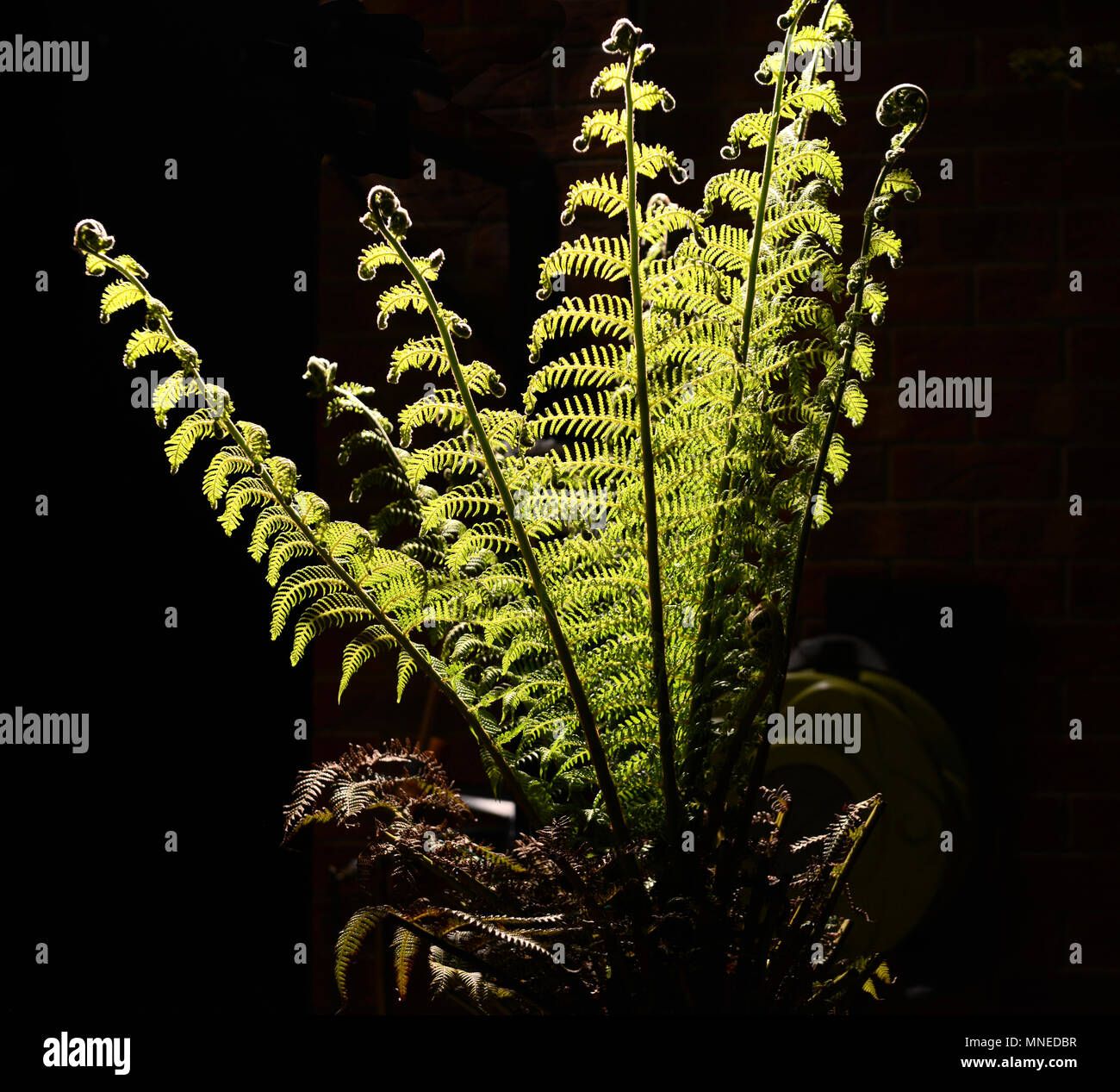 Translucent leaves hi-res stock photography and images - Alamy