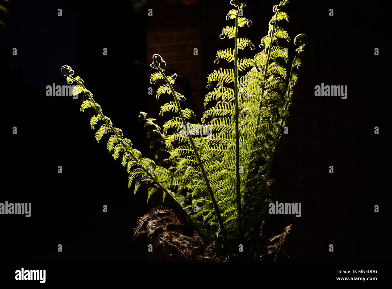 Fern leaves back lit hi-res stock photography and images - Alamy