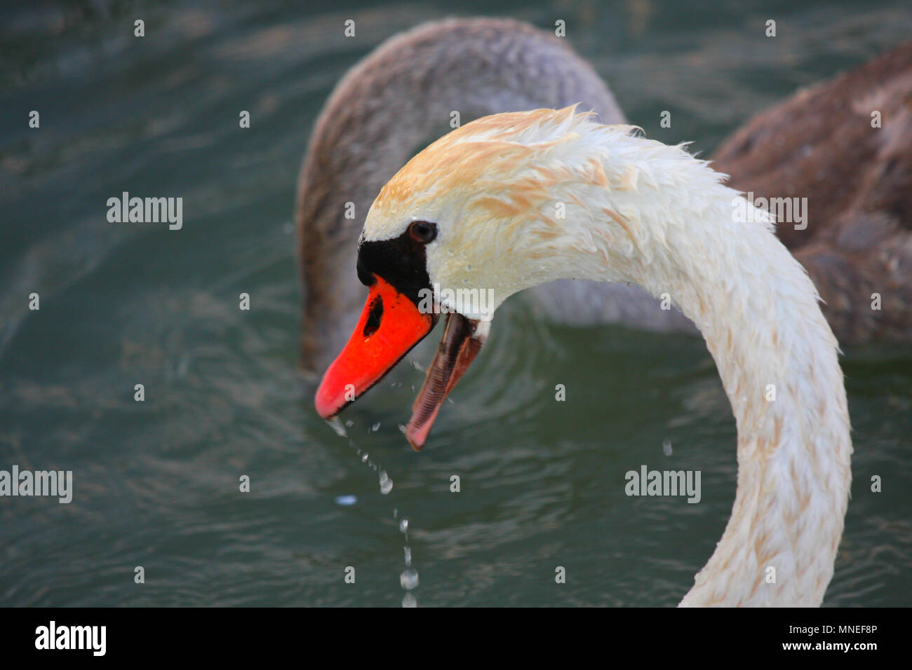 Male female swan hi-res stock photography and images - Alamy