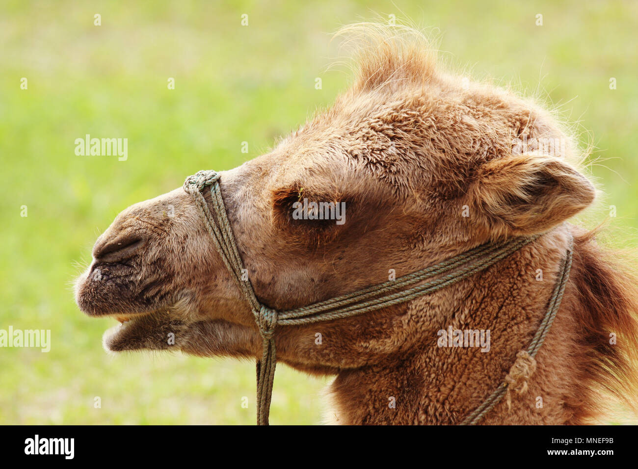 Circus Camel High Resolution Stock Photography and Images - Alamy