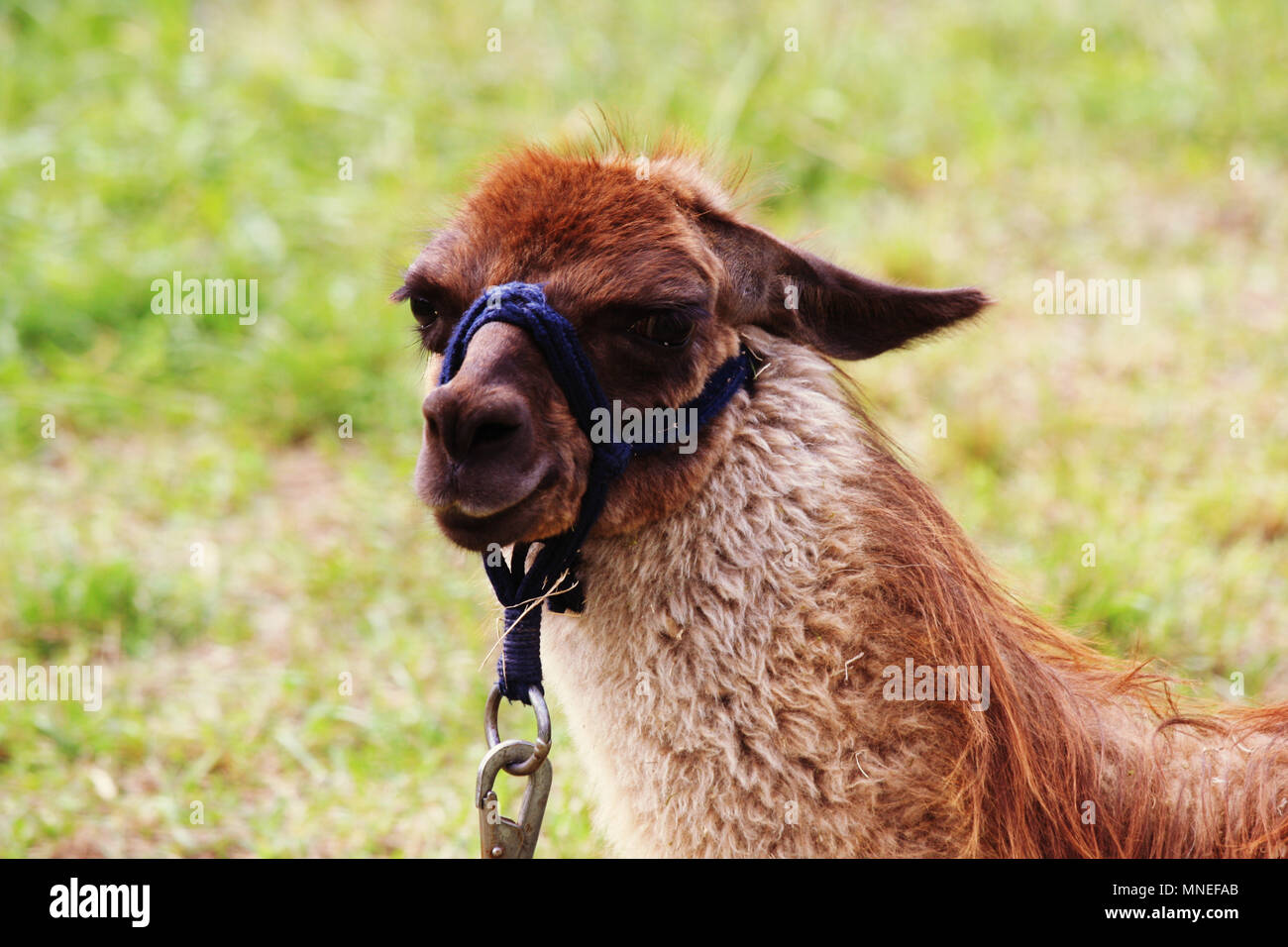 Close look of an llama who is looking to the distance. This animal is ...