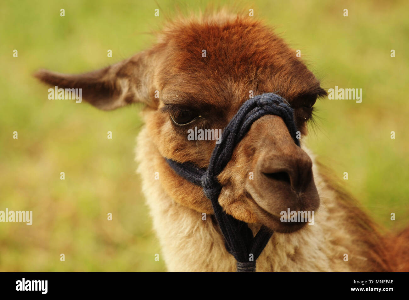 Close look of an llama who is looking to the distance. This animal is ...