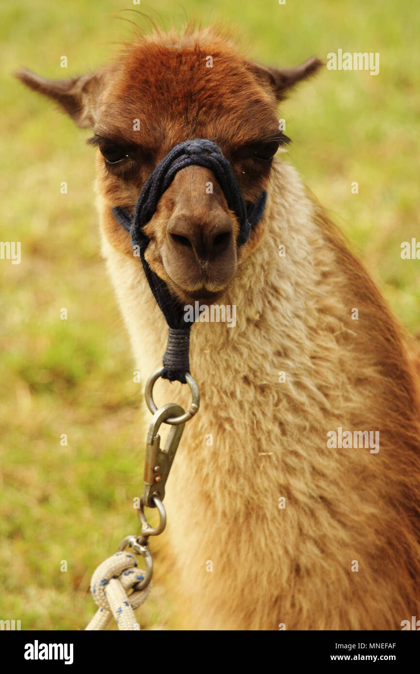 Close look of an llama who is looking to the distance. This animal is ...