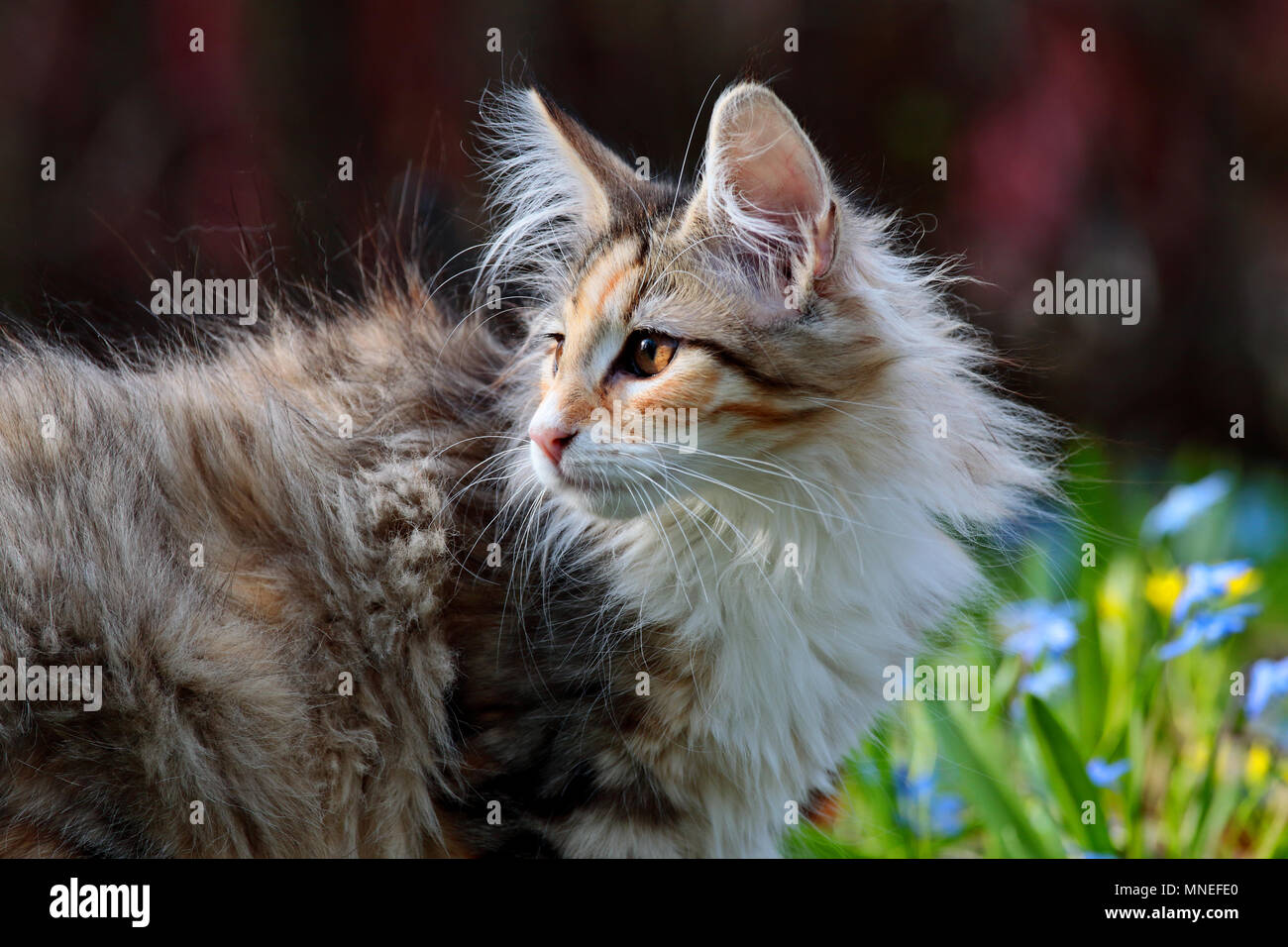 Norwegian forest cat kitten in sunny garden Stock Photo - Alamy