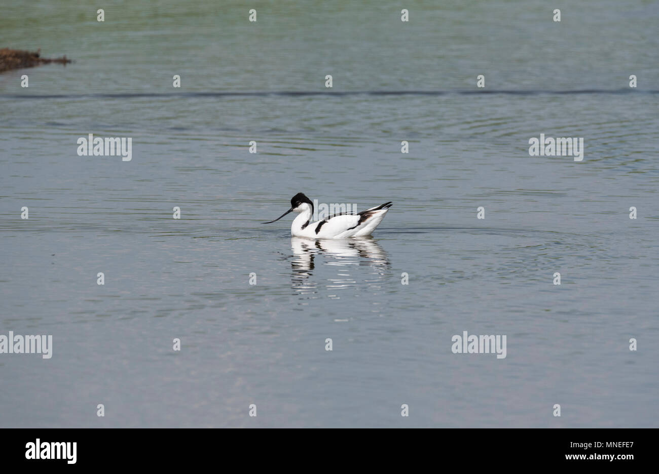 Swimming Avocet (Recurvirostra avosetta Stock Photo - Alamy